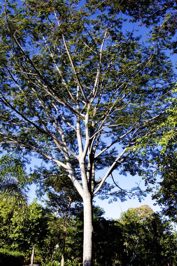 Tower Tree 837902 stock image. Image of tree, parahyba - 169339493