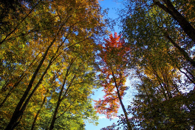 Towering Autumn Trees stock image. Image of form, colors - 48070997
