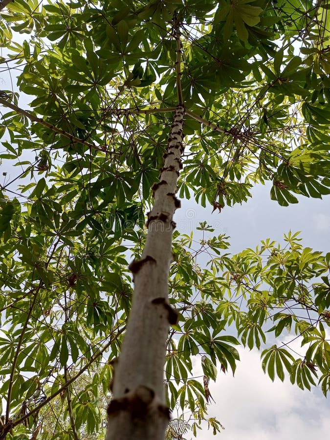 Towering Cassava Trees, with Lush Leaves Stock Image - Image of flower ...