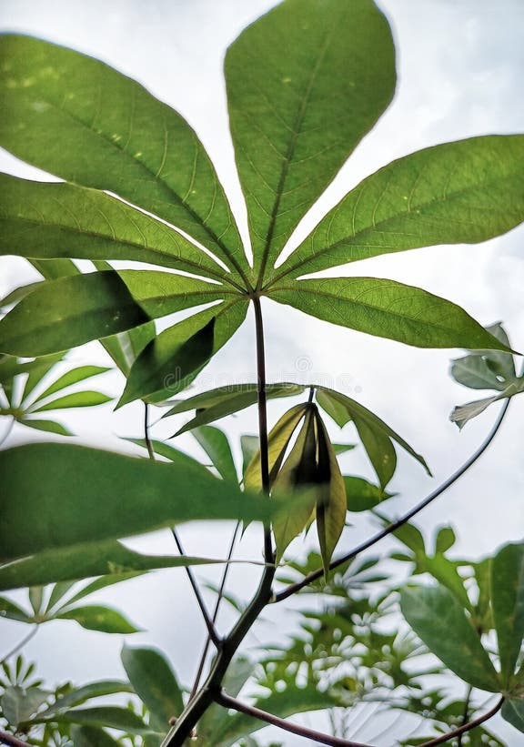 Towering cassava trees stock photo. Image of vegetables - 318352808