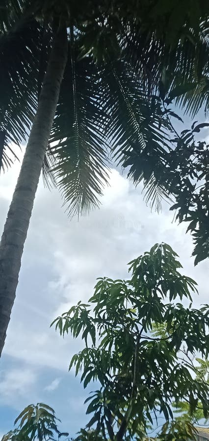 Towering coconut fruit stock photo. Image of trees, clouds - 379221062