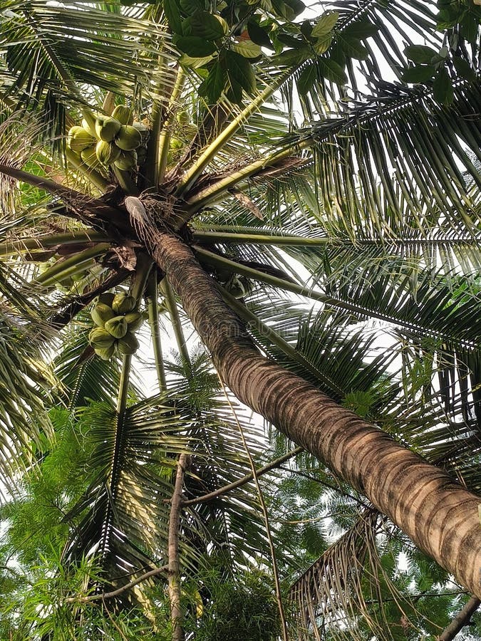 A Towering Coconut Tree with Branches that Form a Star Stock Photo ...
