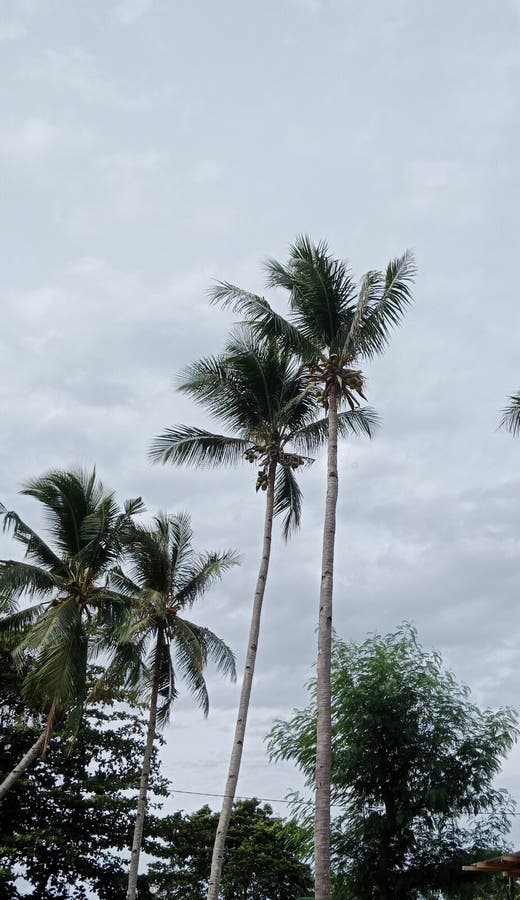 Towering Coconut Trees and Beautiful Blue Skies Stock Image - Image of ...