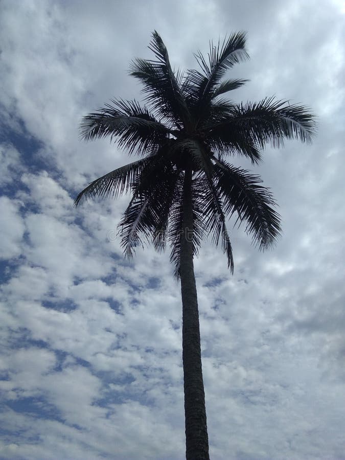 Towering Coconut Trees and Sky View Stock Photo - Image of view ...