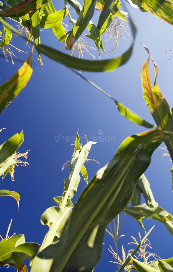 Towering Corn Stalks stock photo. Image of sweet, crop - 1330982