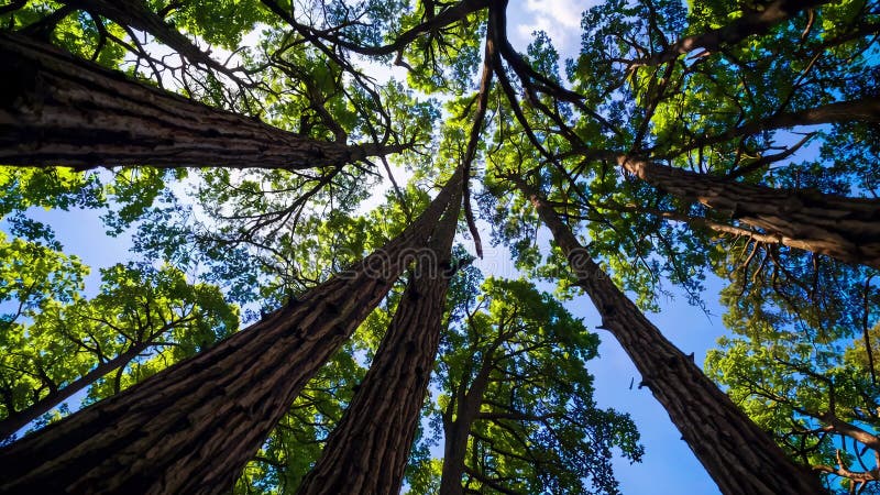 Towering Forest Canopy with Sunlight Filtering through Tall Trees ...