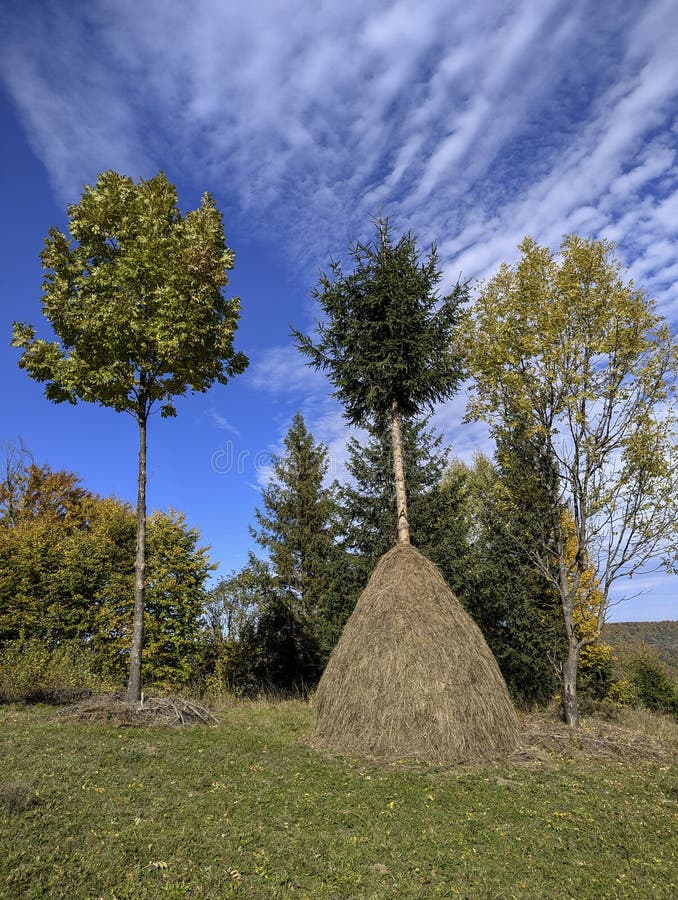 Towering Haystack and a Lone Evergreen Tree Form an Unexpected Pair ...