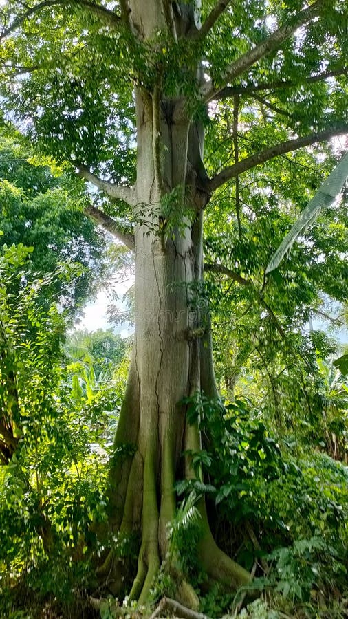 Kapok Tree Ceiba. these are the Amazon Trees that Keep the Planet Cool ...