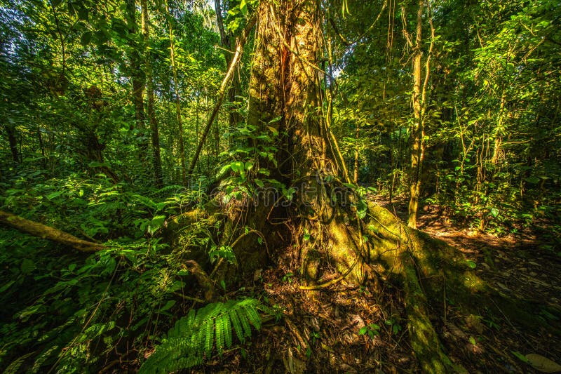 A towering kapok tree stock image. Image of branch, ecotourism - 394982445