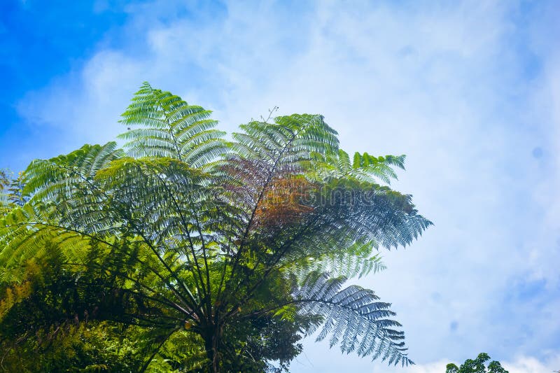Towering monkey fern tree stock photo. Image of vegetatif - 383748876