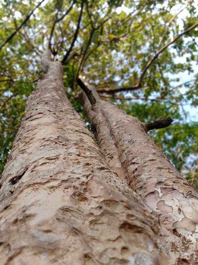 Towering Old Trees in City Parks As Shade and Greenery Trees? Stock ...