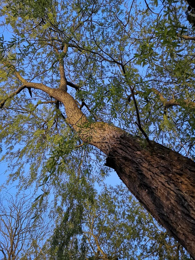 Towering over us stock photo. Image of sunlight, green - 202892156