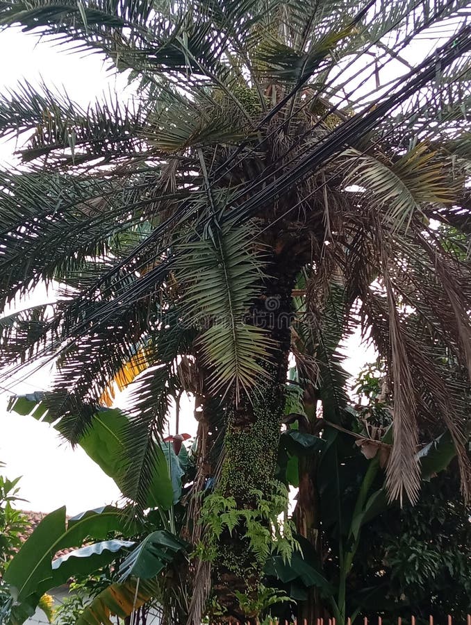 Towering palm trees stock image. Image of beauty, nature - 374036361