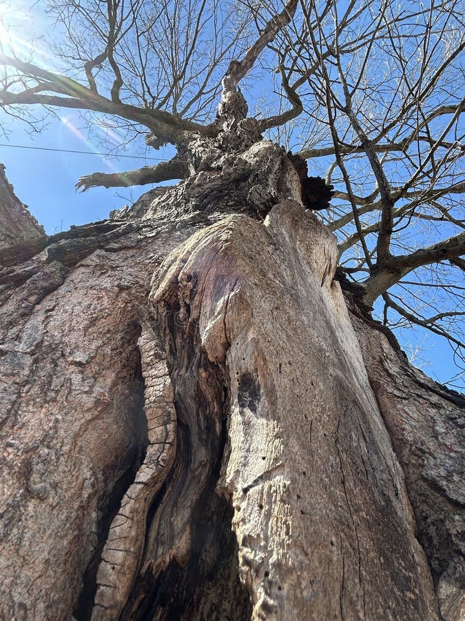 Towering Perspective of Weathered Tree Trunk Stock Photo - Image of ...