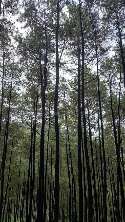 Towering Pine Forest Photographed from the Side Stock Image - Image of ...