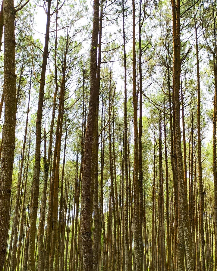 Towering Pine Tree with Natural Brown Trunk Stock Photo - Image of tree ...