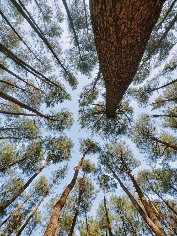 Towering Pine Tree Trunk View from Below Stock Image - Image of tree ...