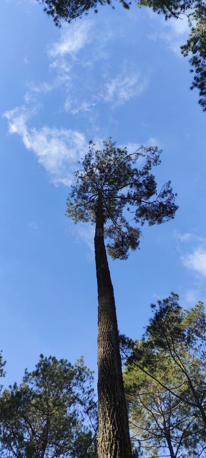 Towering Pine Trees and All Alone in the Forest Stock Image - Image of ...