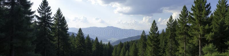 Towering Pine Trees Dominate the Skyline with Their Long Conical Tips ...
