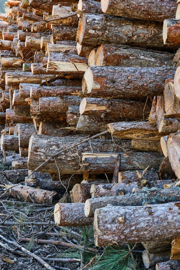 Towering Stack of Lumber, Freshly Cut from the Logging Site, Stock ...