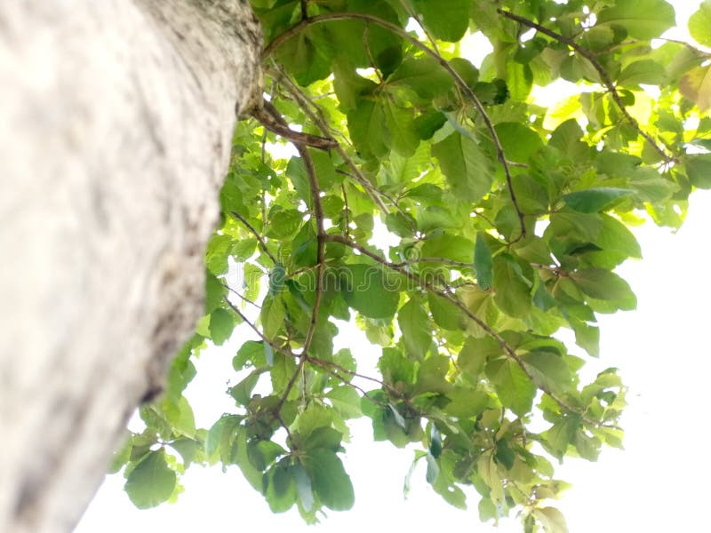 Towering Teak Trees, Nature Abstract Backgrounds Stock Image - Image of ...