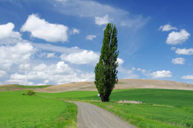 Towering tree stock image. Image of landscapes, scene - 19855391