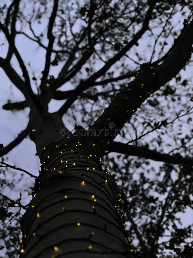 A Towering Tree Adorned with Glowing Yellow String Lights Stock Photo ...