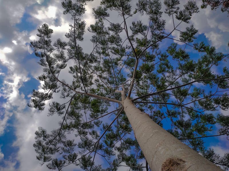 A Towering Tree with Beautiful Leaves Stock Photo - Image of daun ...
