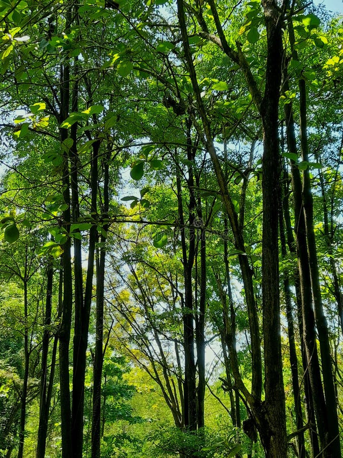Towering tree line stock photo. Image of tree, natural - 255485204