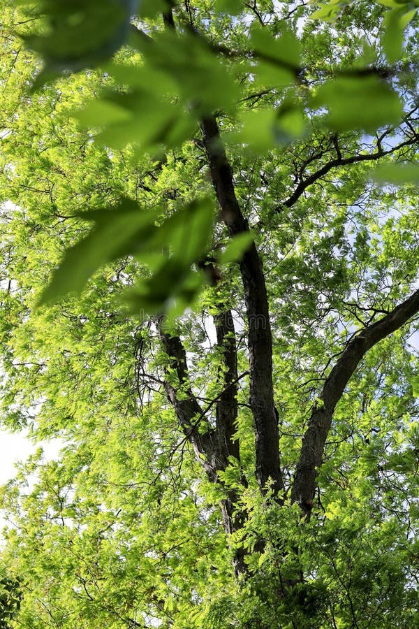 Towering Tree with Lush Leaves and Sunlight Stock Photo - Image of lush ...