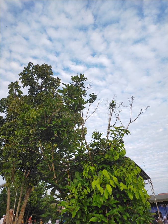 Towering Tree. Very Beautiful Stock Photo - Image of plant, towering ...