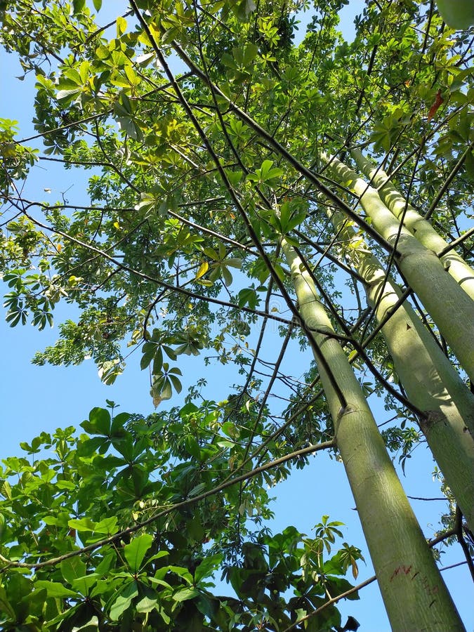 A Towering Tree with a Very Beautiful Trunk. Filled the Blue Sky Stock ...