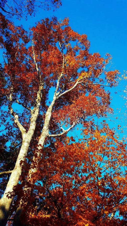 Autumn burst stock photo. Image of landscape, busrt - 105135994