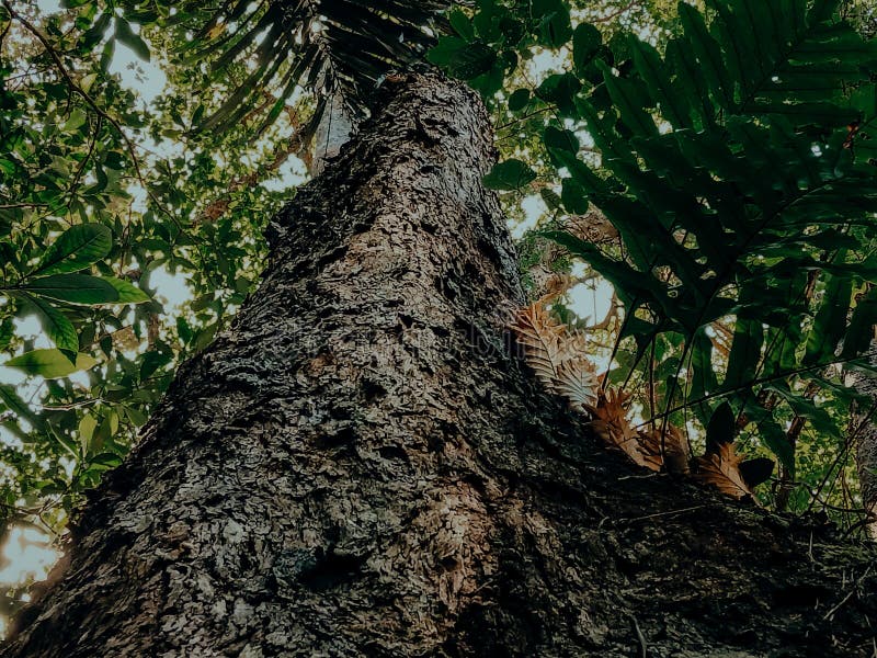 Towering Trees with Colorful Wild Plants Stock Photo - Image of ...