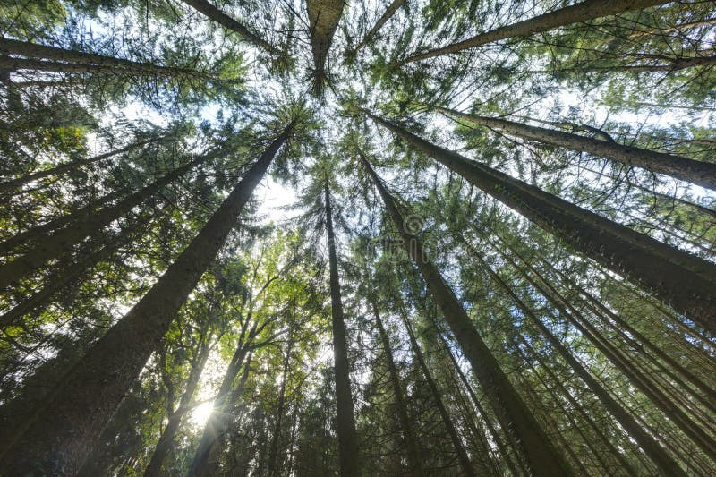 Towering Trees Creating a Nice Forest Background with Blue Sky on a ...