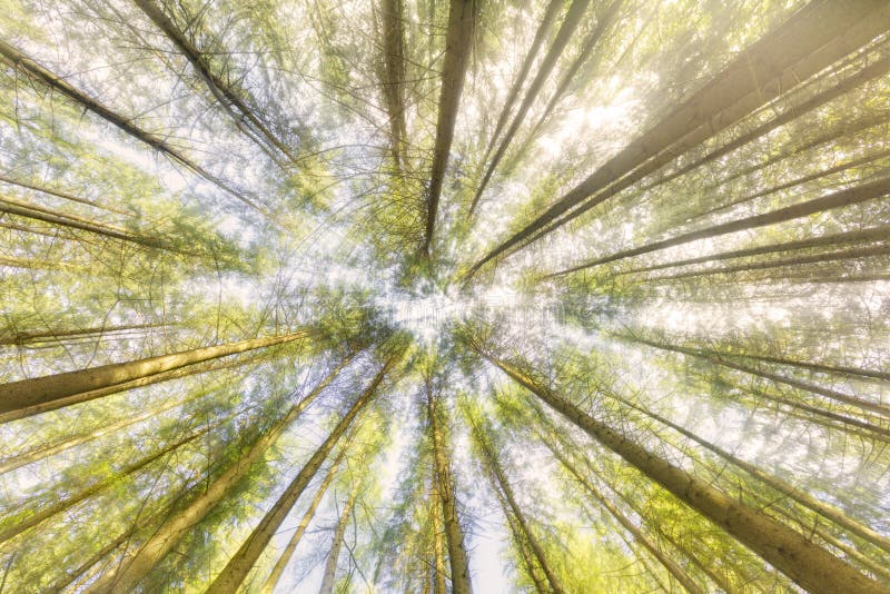 Towering Trees Creating a Nice Forest Background with Blue Sky on a ...