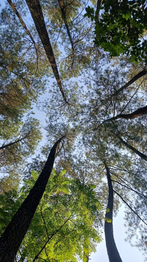 Towering Trees with Dense Leaves Stock Image - Image of autumn, plant ...