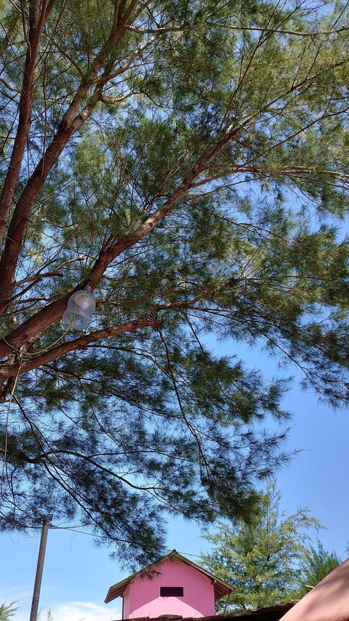 Towering Trees on the Edge of the Sea Stock Photo - Image of plant ...