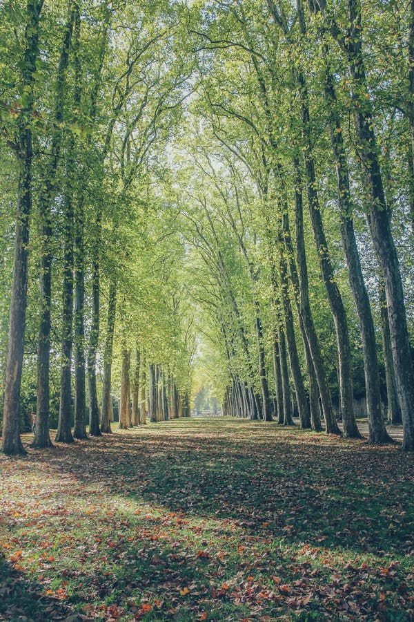 Walking Along a Tree-lined Path Stock Photo - Image of ethereal ...