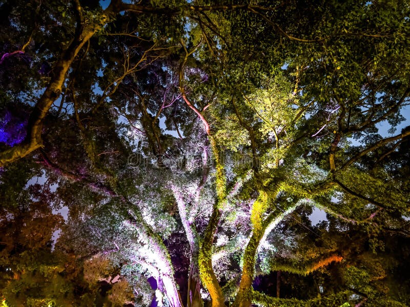 Towering Trees Lit Up in the Park at Night Stock Photo - Image of ...
