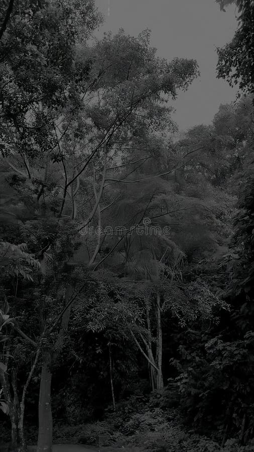 Towering Trees with Monochrome Colors Stock Image - Image of jungle ...
