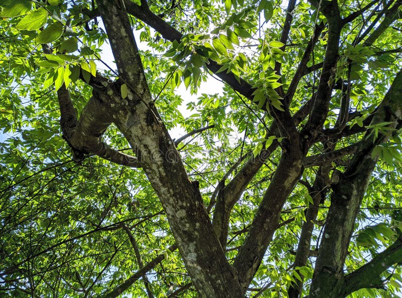 Towering Trees for Shade with a Cool Breeze Stock Photo - Image of icon ...