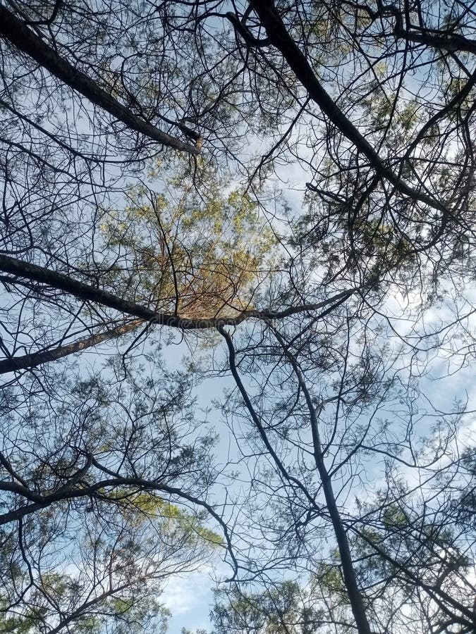 Towering Trees are Very Aesthetic Stock Image - Image of woodland ...