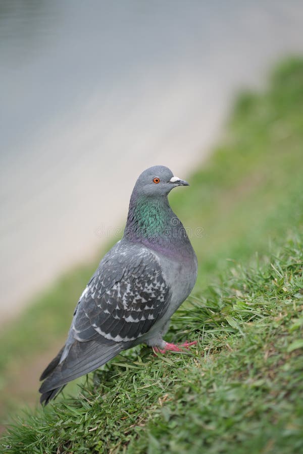 Town Blue-grey Dove, Bird stock photo. Image of space - 2819968