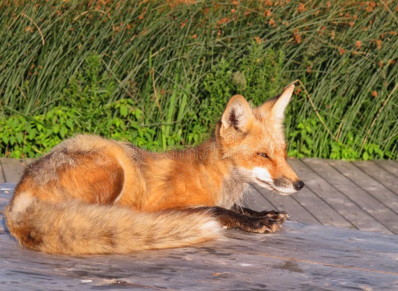 Town Fox stock photo. Image of mother, carnivore, lying - 15374288