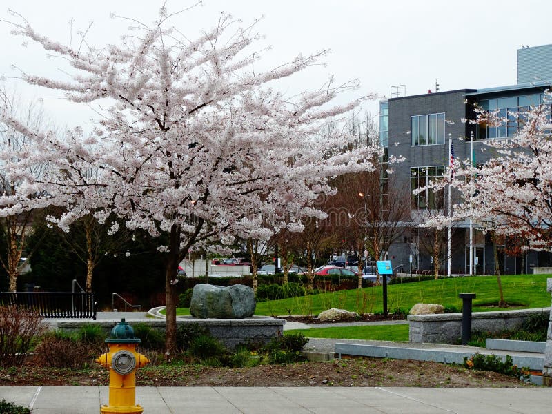 Town Square stock photo. Image of seattle, area, blooming - 56783888