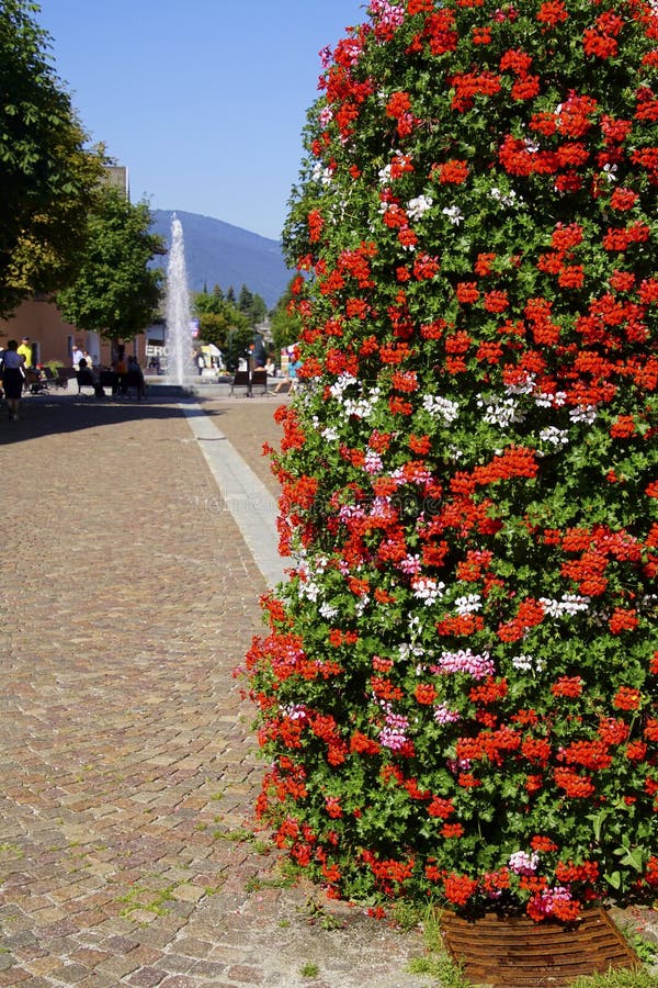 Town Square with Red Flower Hedge Stock Image - Image of square, hedge ...