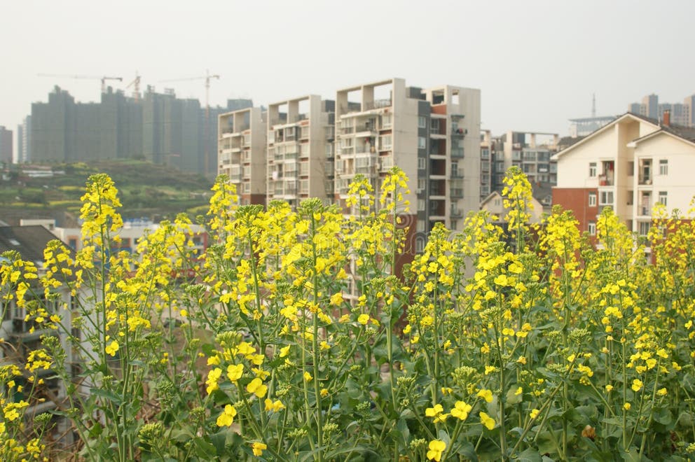 Town stock photo. Image of construction, town, field - 29702246