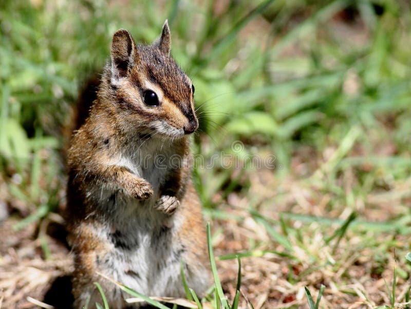 Townsends Chipmunk Closeup stock photo. Image of townsends - 29332088