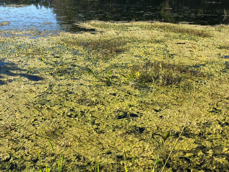 Toxic algae bloom stock image. Image of georgia, muck - 106238939